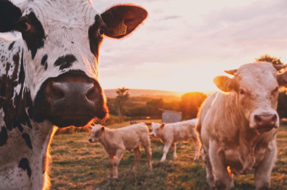 Livestock selling plan - Sharp Accounting